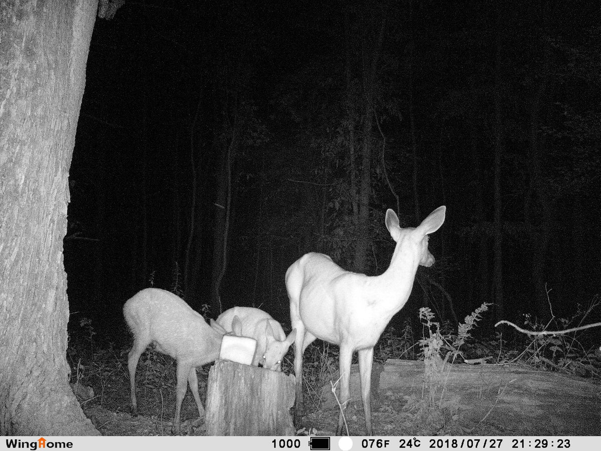 How Does Trail Camera Work? – Winghome Trail Camera